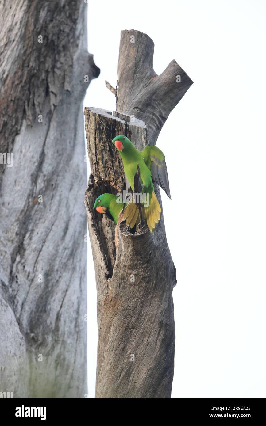 Blue-naped Parrot (Tanygnathus lucionensis) in Sabah, North Borneo ...