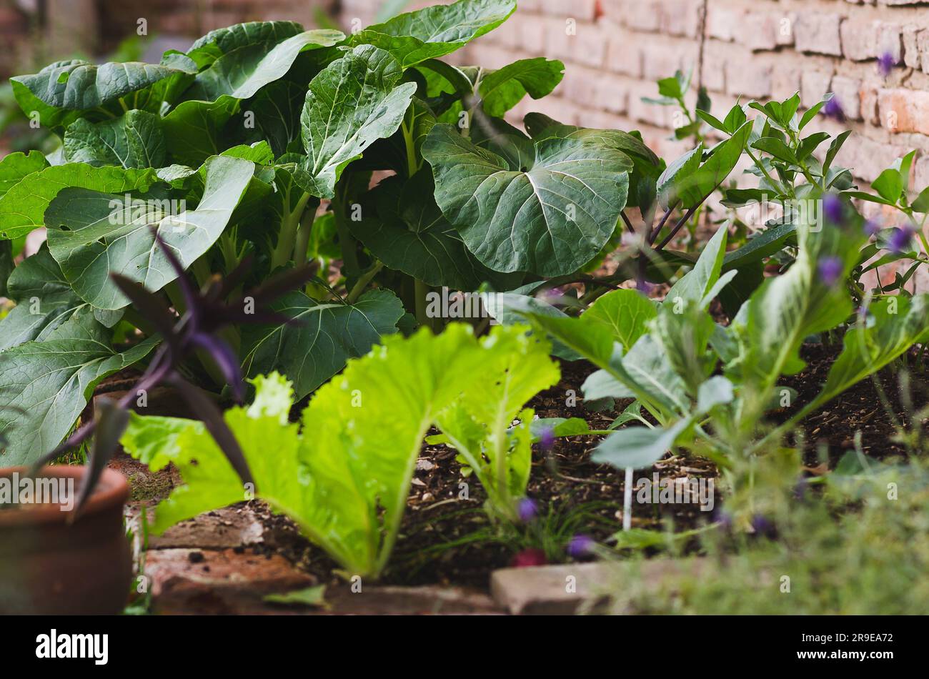 Growing homegrown vegetables hi-res stock photography and images - Alamy