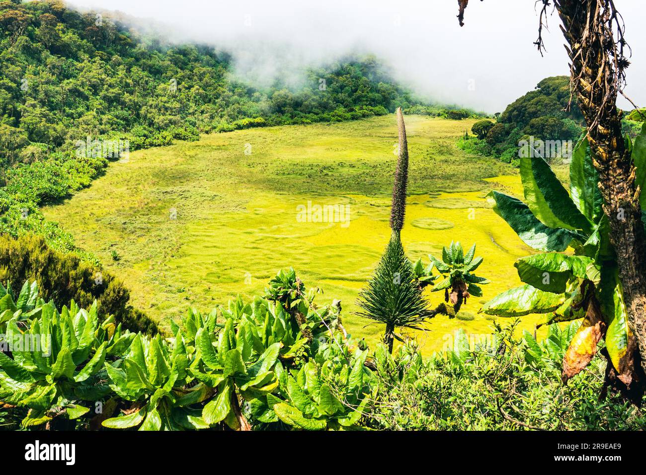 A swamp at Mount Gahinga in Mgahinga Gorilla National Park, Uganda ...