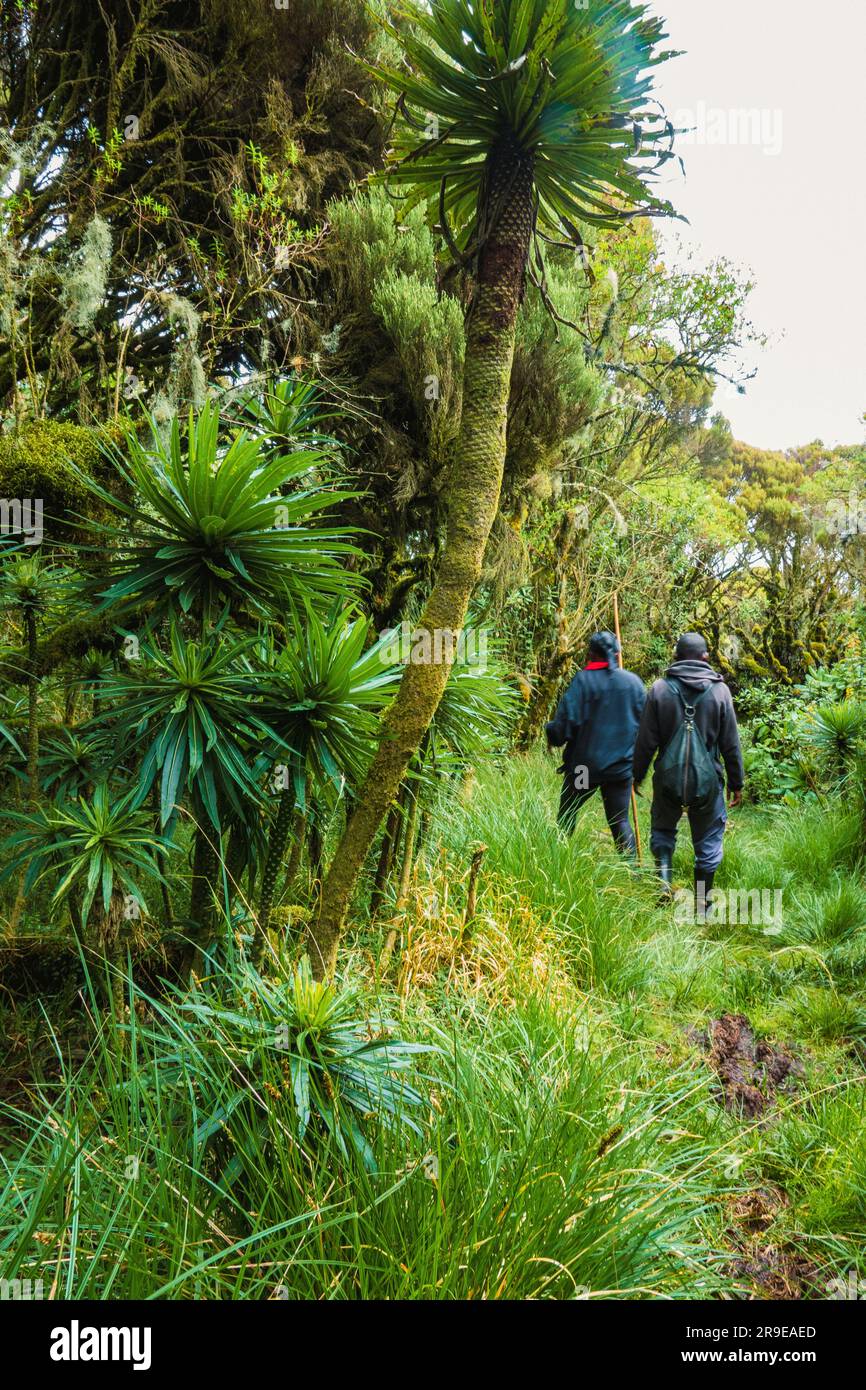 Virunga volcano conservation region hi-res stock photography and images ...