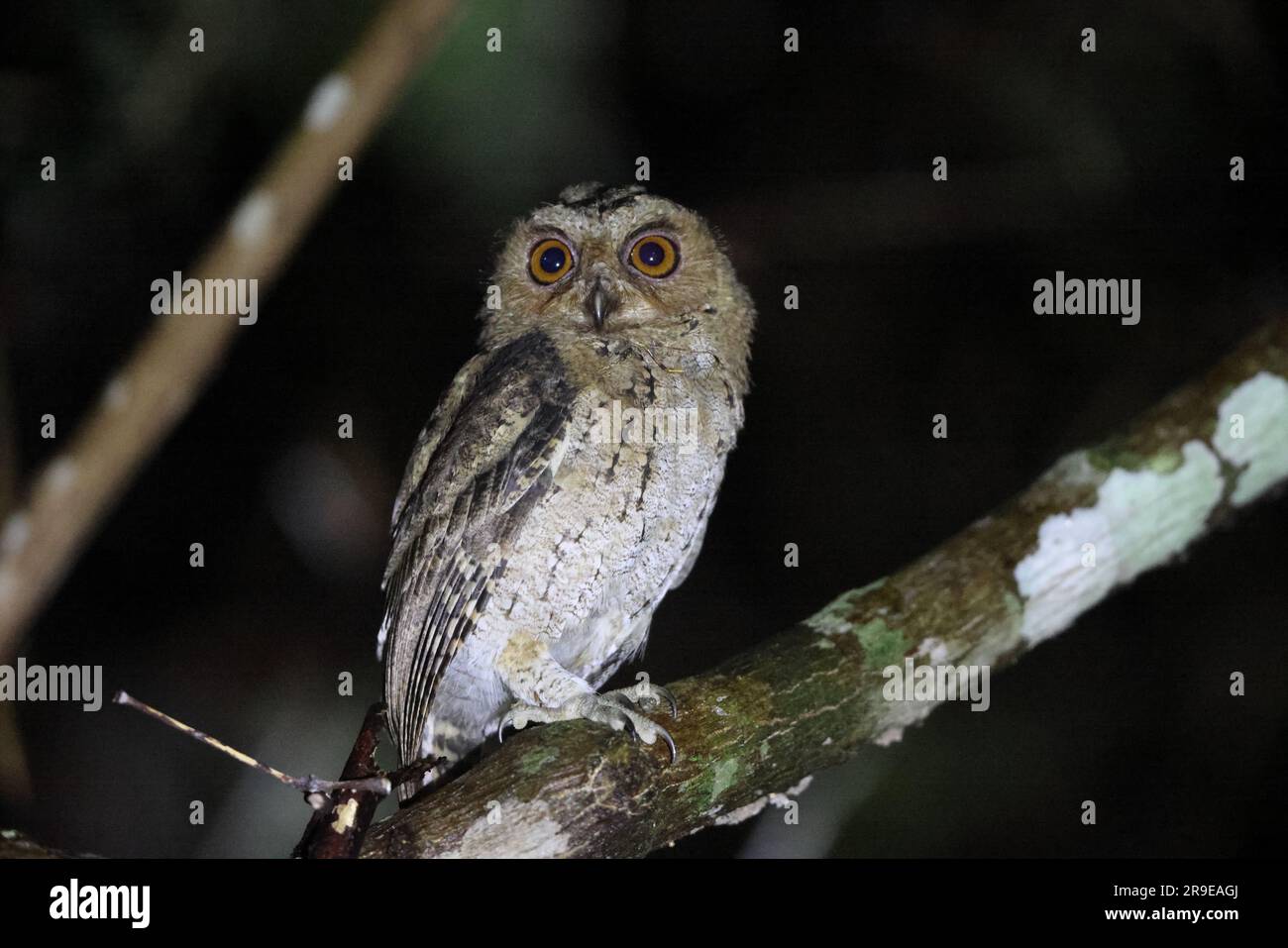 Sunda scops owl (Otus lempiji) in Sabah, North Borneo, Malaysia Stock ...