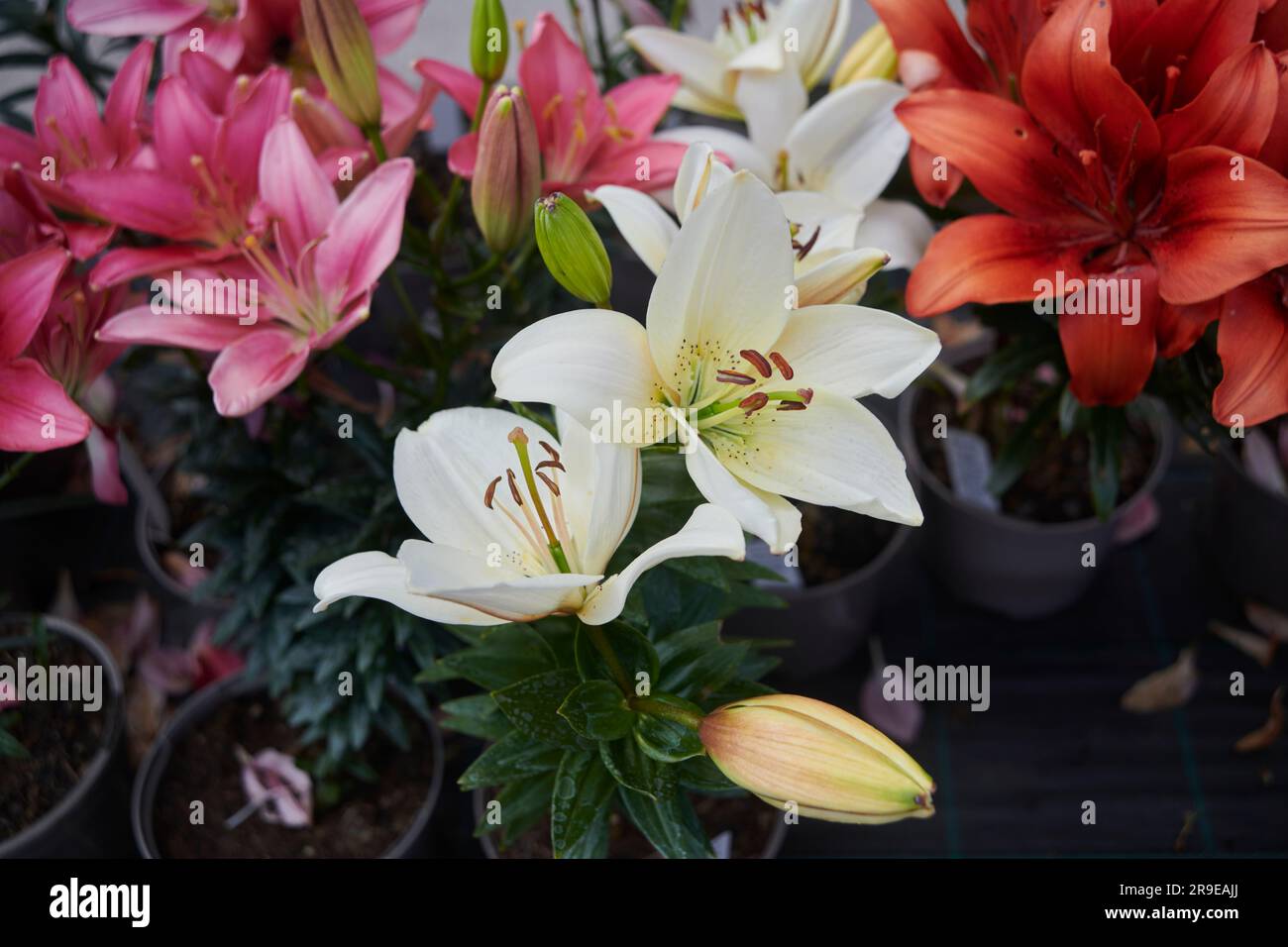 Lilium inuvik flowering plants Stock Photo - Alamy