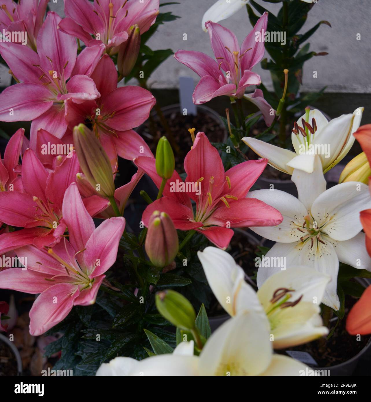 Inuvik hi-res stock photography and images - Alamy