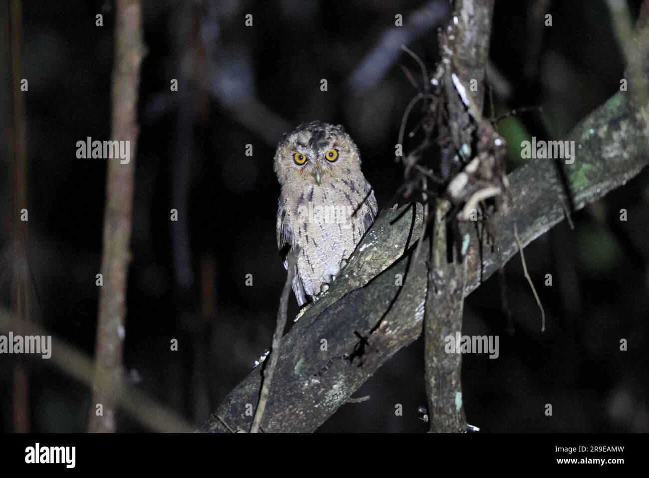 Sunda scops owl (Otus lempiji) in Sabah, North Borneo, Malaysia Stock ...