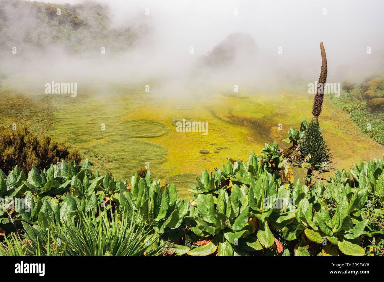 A swamp at Mount Gahinga in Mgahinga Gorilla National Park, Uganda ...