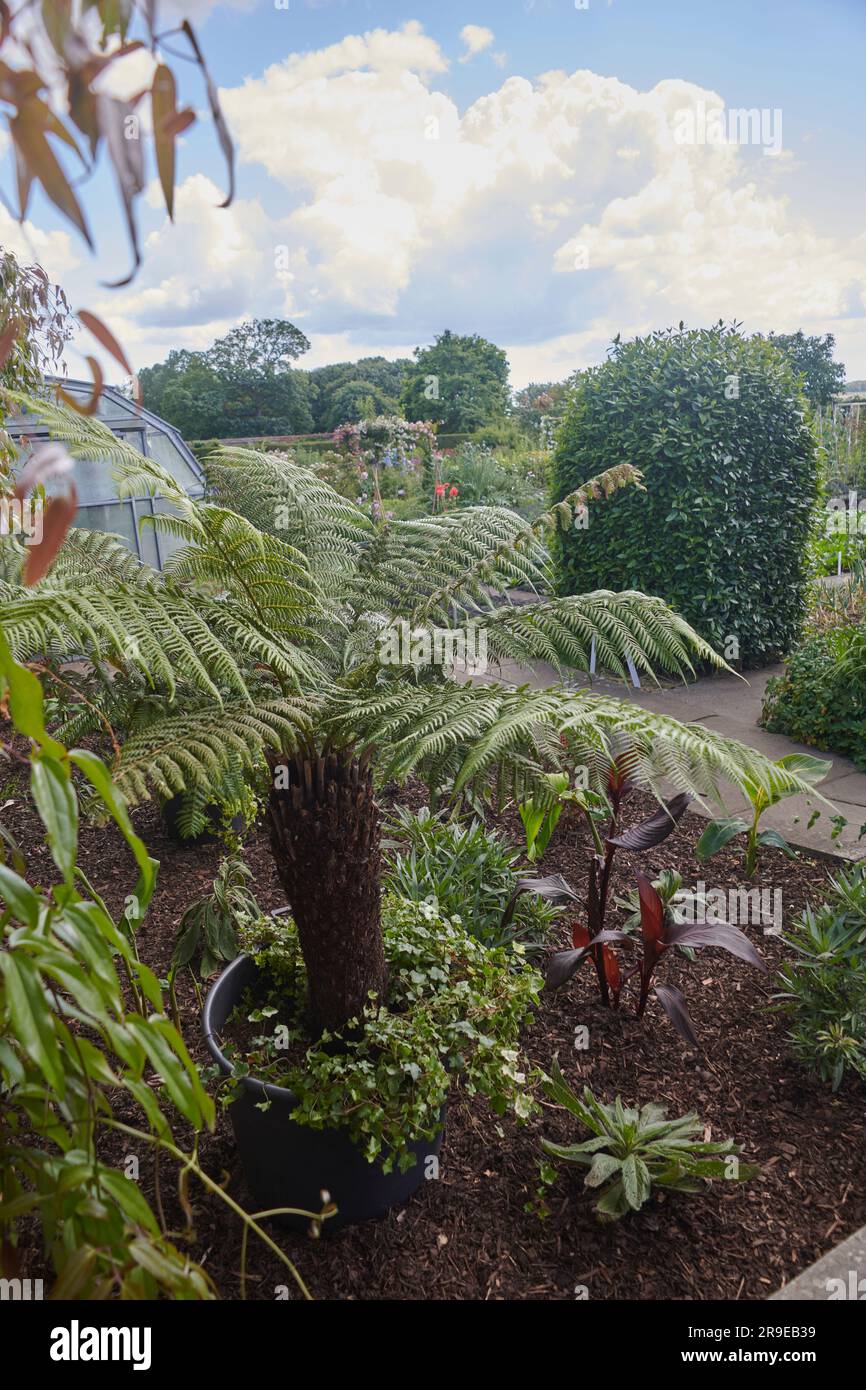 Tree ferns (Cyatheales) growing in an Elizabethan Walled Garden during ...