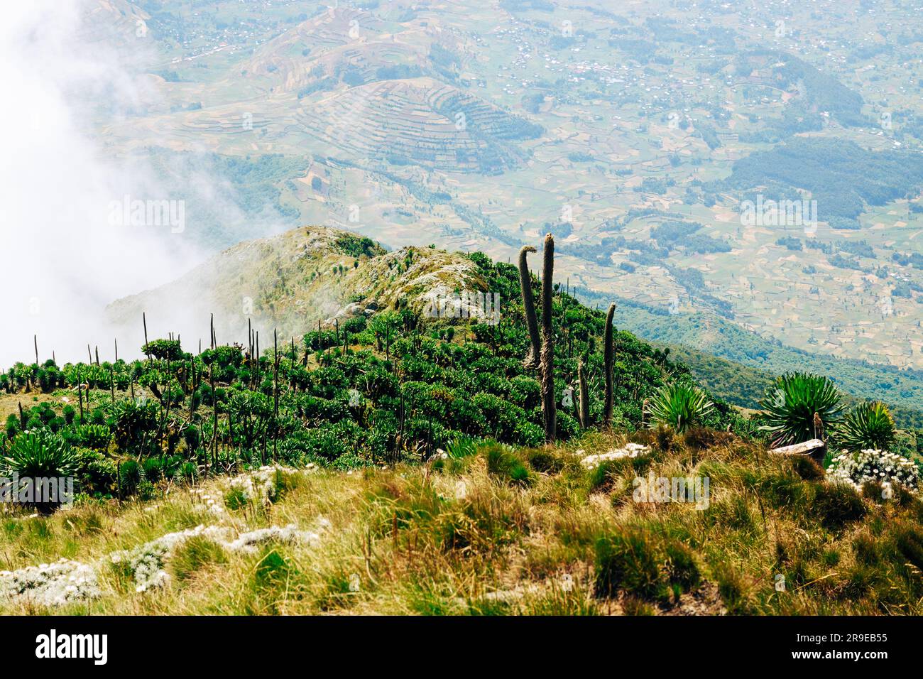 Giant groundsels growing in the wild at Mount Muhabura in the Mgahinga ...