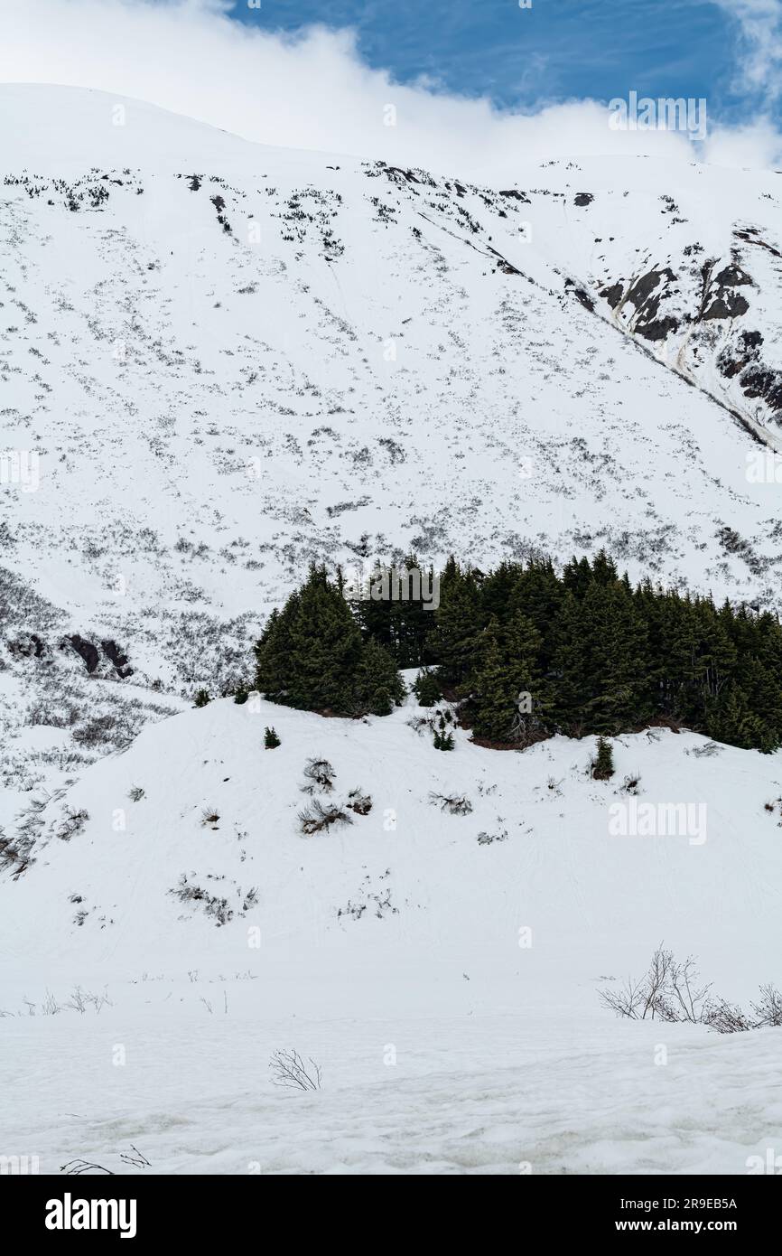 Trees in the snow on the side of a snow covered mountain at Turnagain ...