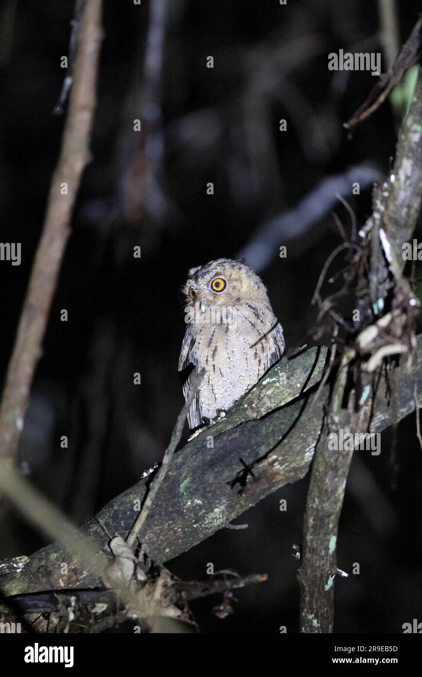 Sunda scops owl (Otus lempiji) in Sabah, North Borneo, Malaysia Stock ...