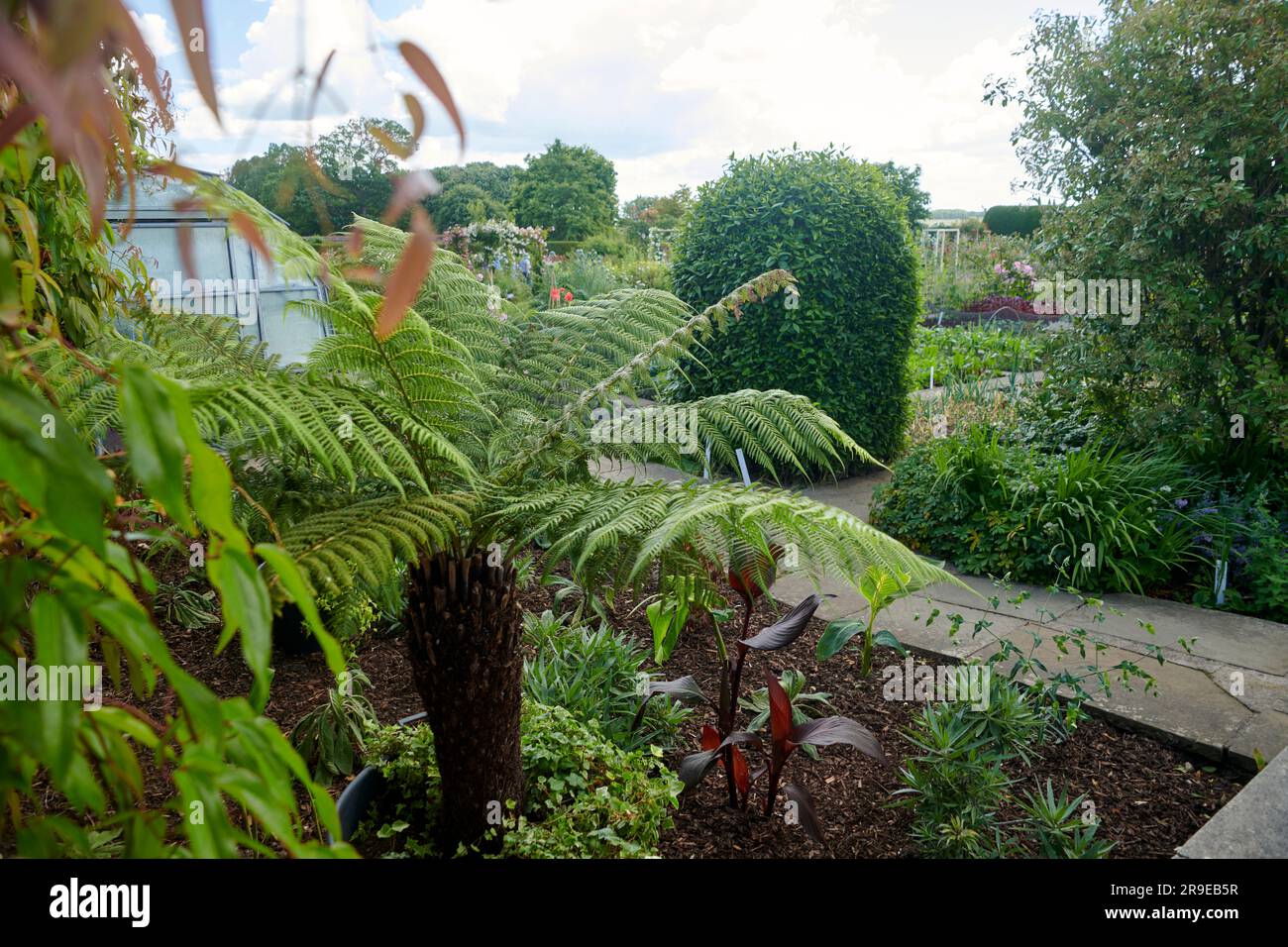 Tree ferns (Cyatheales) growing in an Elizabethan Walled Garden during ...