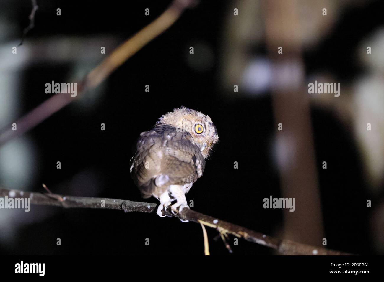 Sunda scops owl (Otus lempiji) in Sabah, North Borneo, Malaysia Stock ...