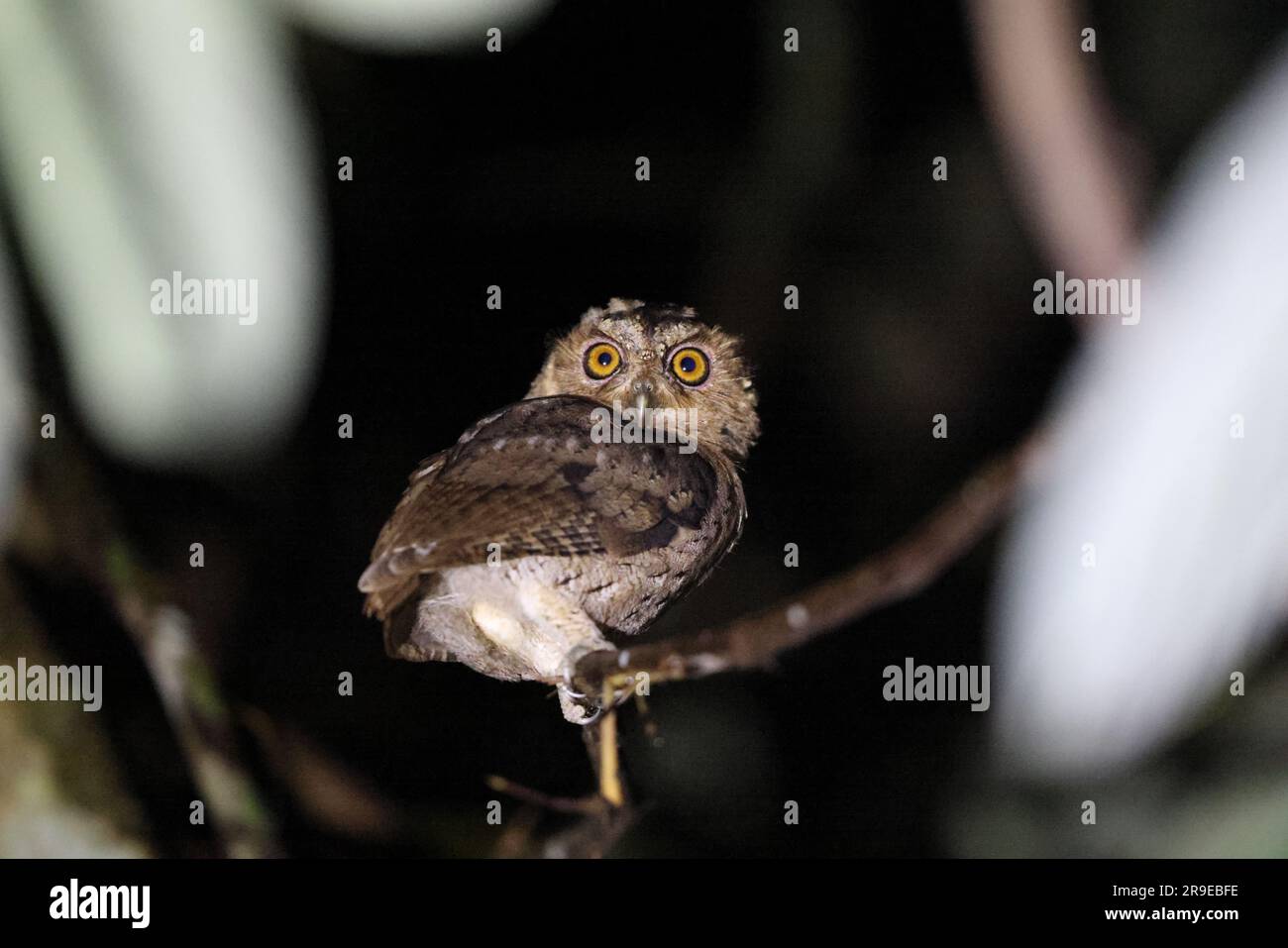 Sunda scops owl (Otus lempiji) in Sabah, North Borneo, Malaysia Stock ...