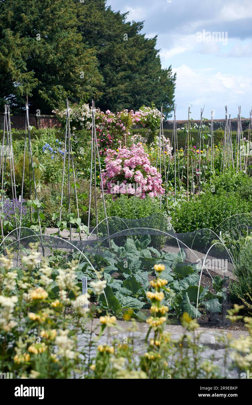 Formal Elizabethan Walled Garden in full flower durring the summer ...