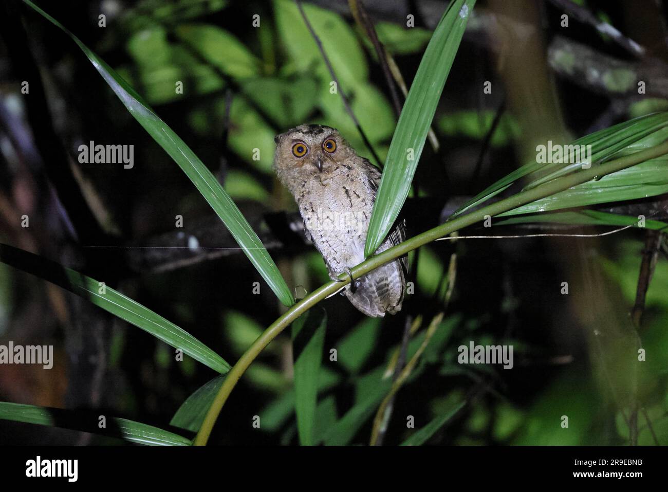 Sunda scops owl (Otus lempiji) in Sabah, North Borneo, Malaysia Stock ...