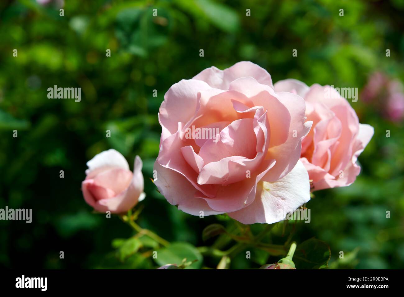 Rose together forever hi-res stock photography and images - Alamy