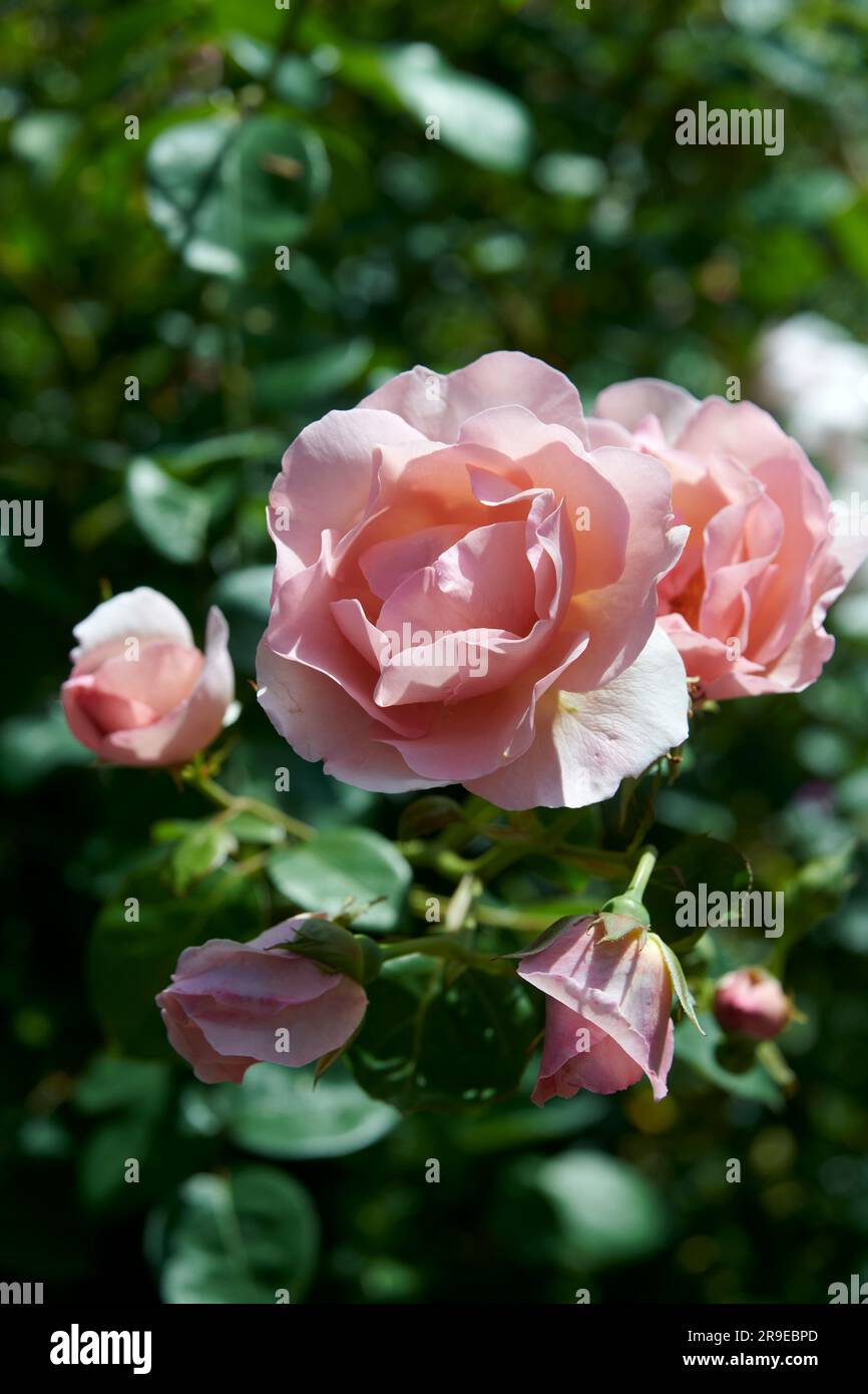 Forever together floribunda rose hi-res stock photography and images ...