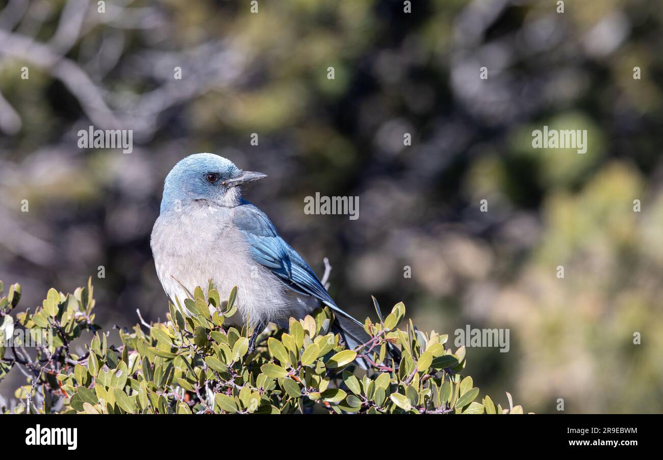 Arizona Scrub Jay
