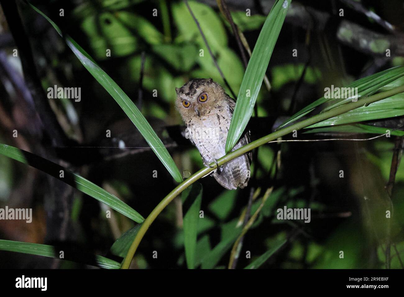 Sunda scops owl (Otus lempiji) in Sabah, North Borneo, Malaysia Stock ...
