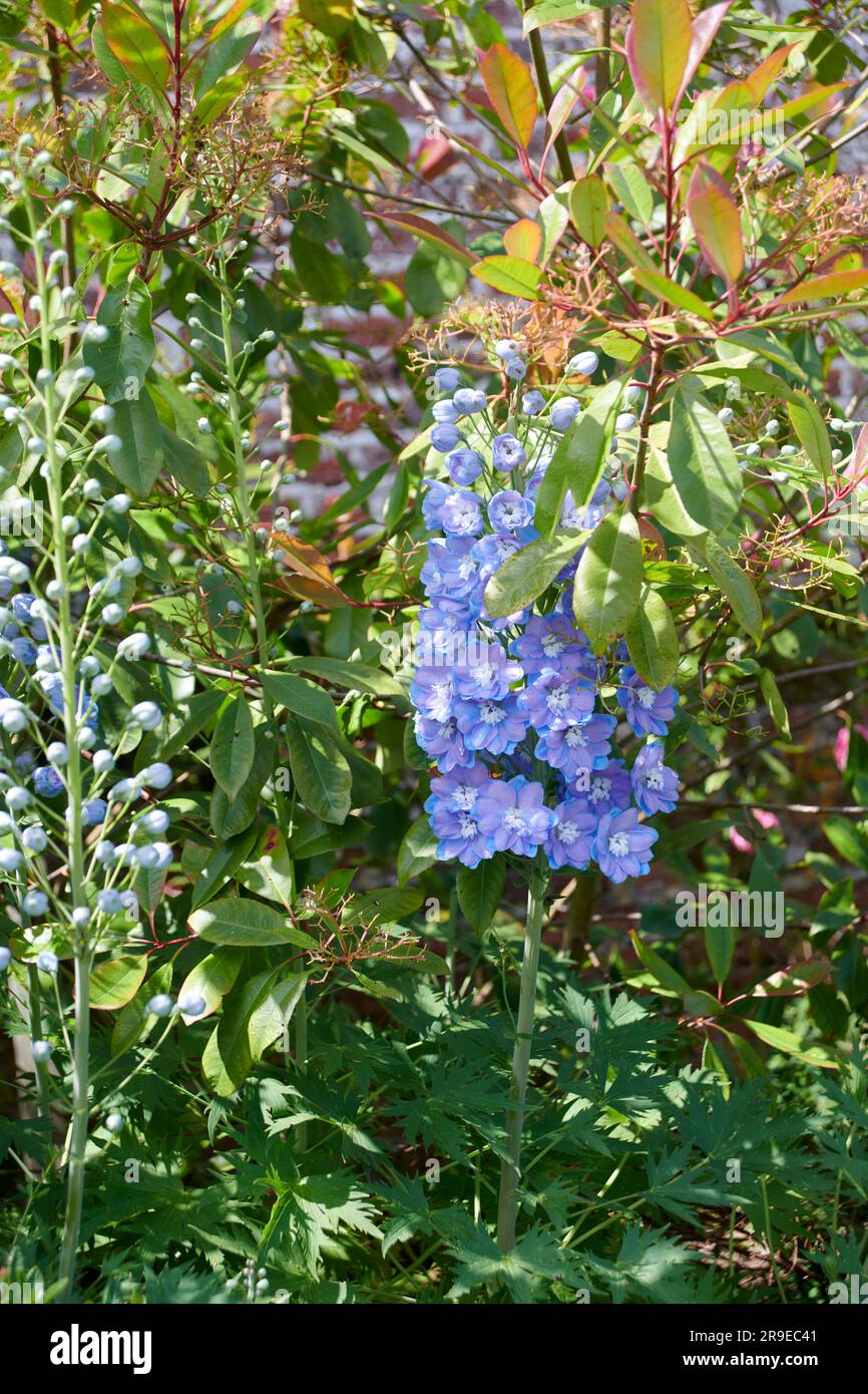 Delphinium elatum or Candle Larkspur flowering in a garden border Stock ...