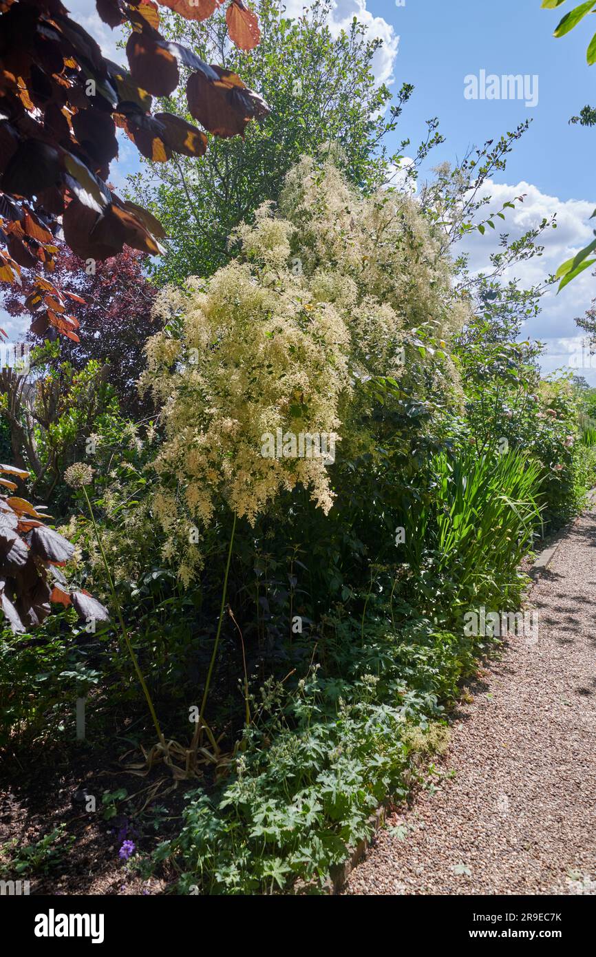 Creambush or Oceansprays (Holodiscus discolour) in full bloom during ...