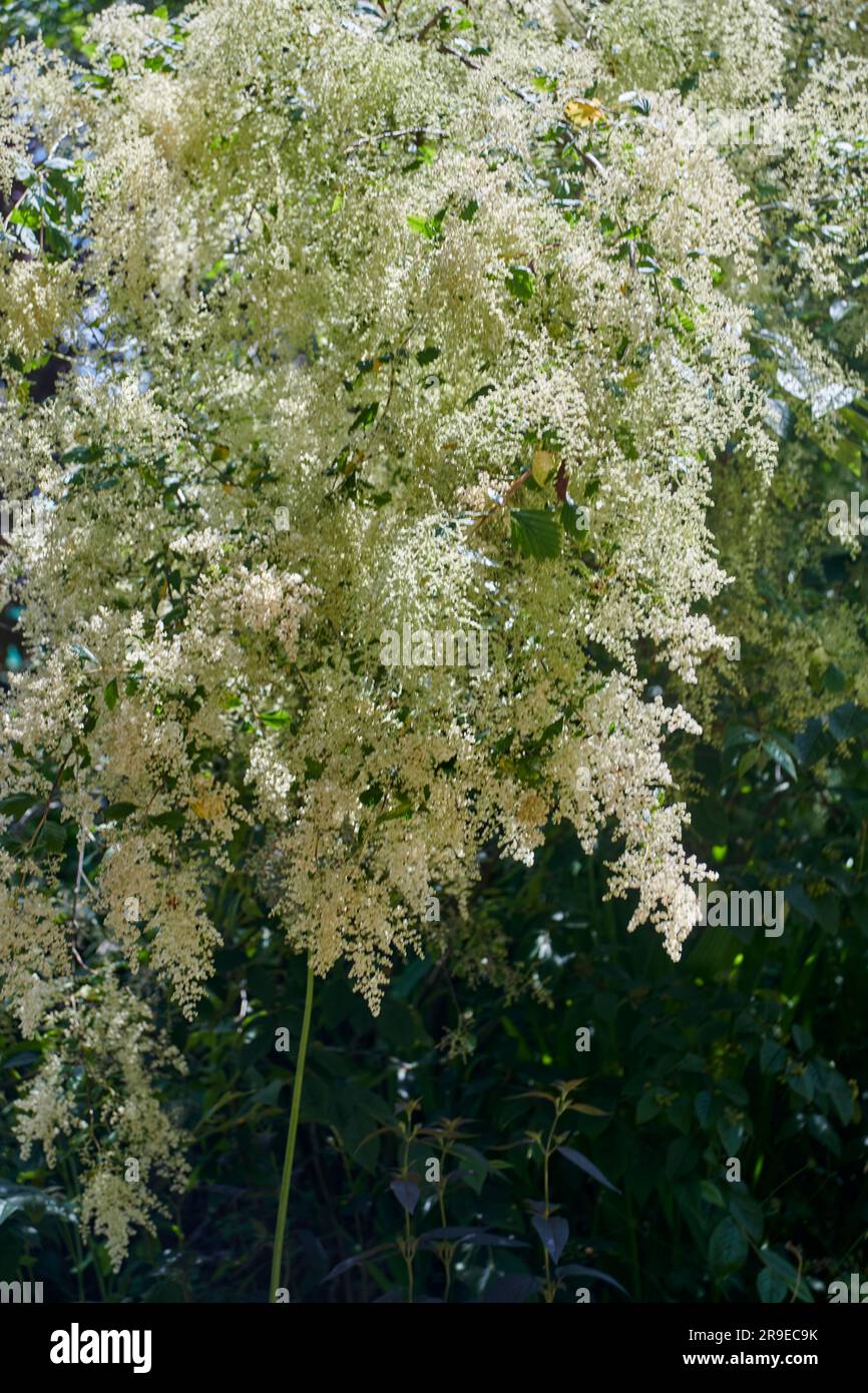 Creambush or Oceansprays (Holodiscus discolour) in full bloom during ...