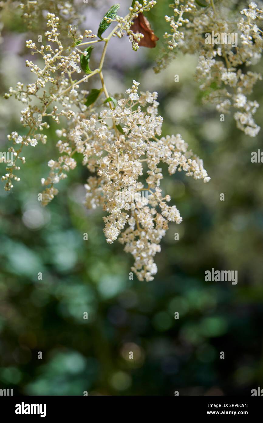 Holodiscus hi-res stock photography and images - Alamy