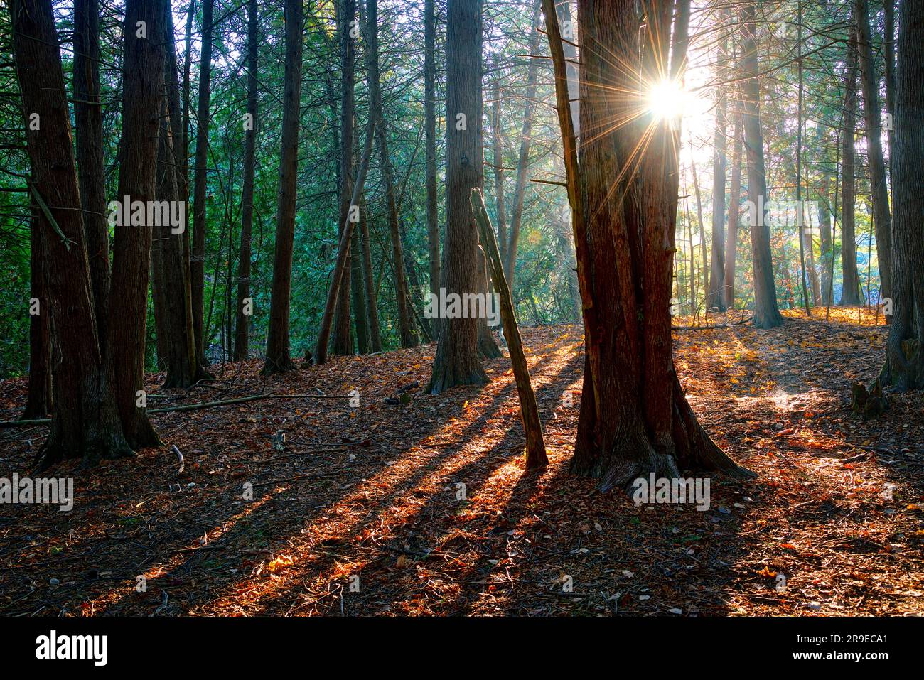 Lens flare in the forest in autumn at National Forest Stock Photo - Alamy