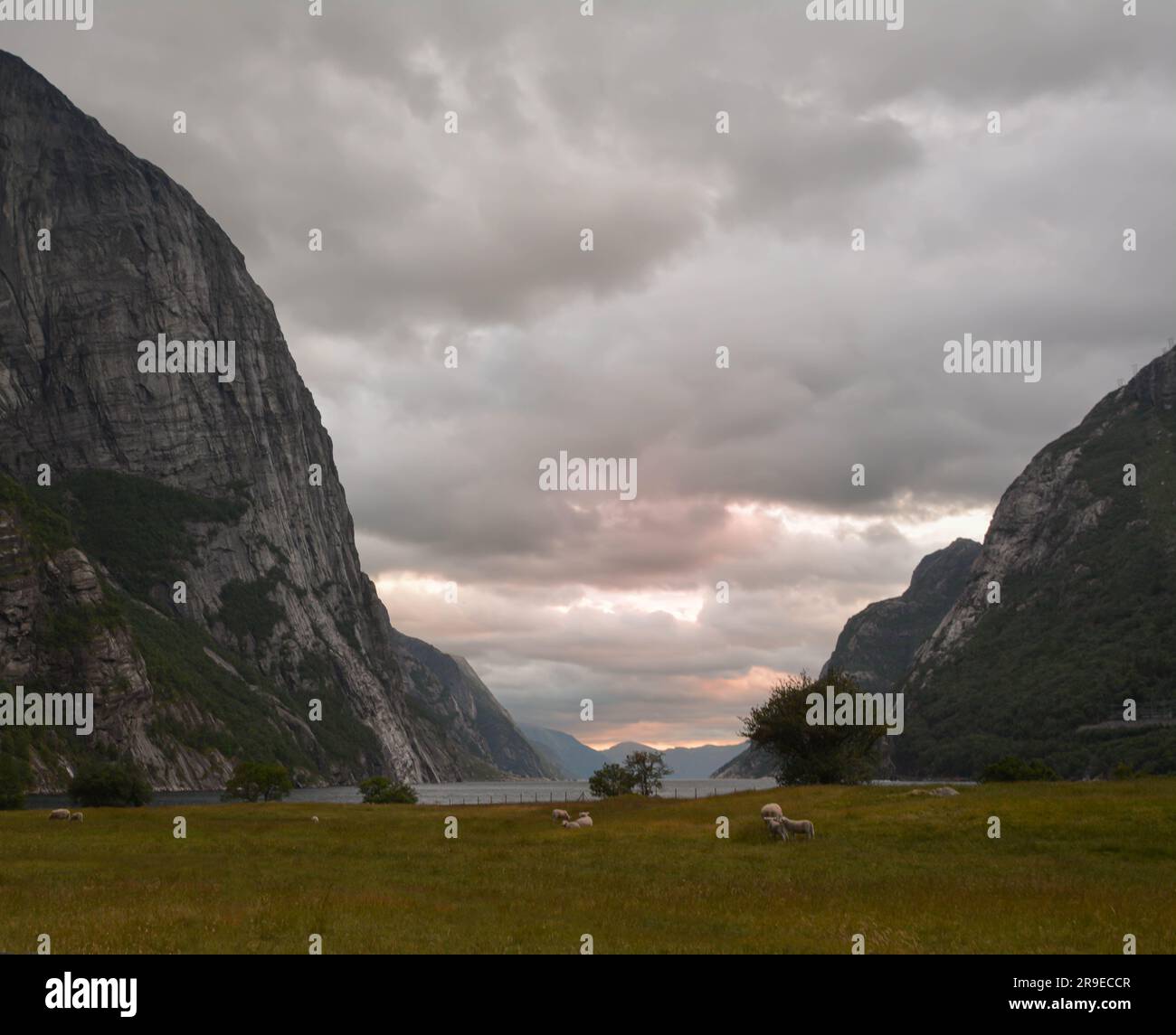 A tranquil landscape featuring a herd of animals relaxing in the lush ...