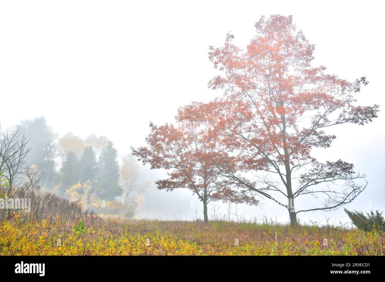The red maple tree on a misty morning Stock Photo - Alamy