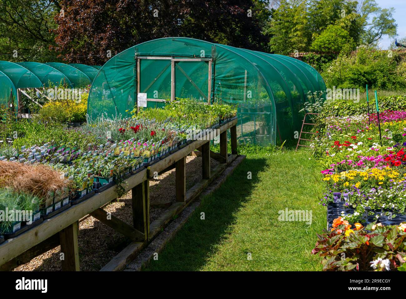 Plants on sale at plant nursery, Heale House and gardens, Middle Woodford, Salisbury, Wiltshire ...
