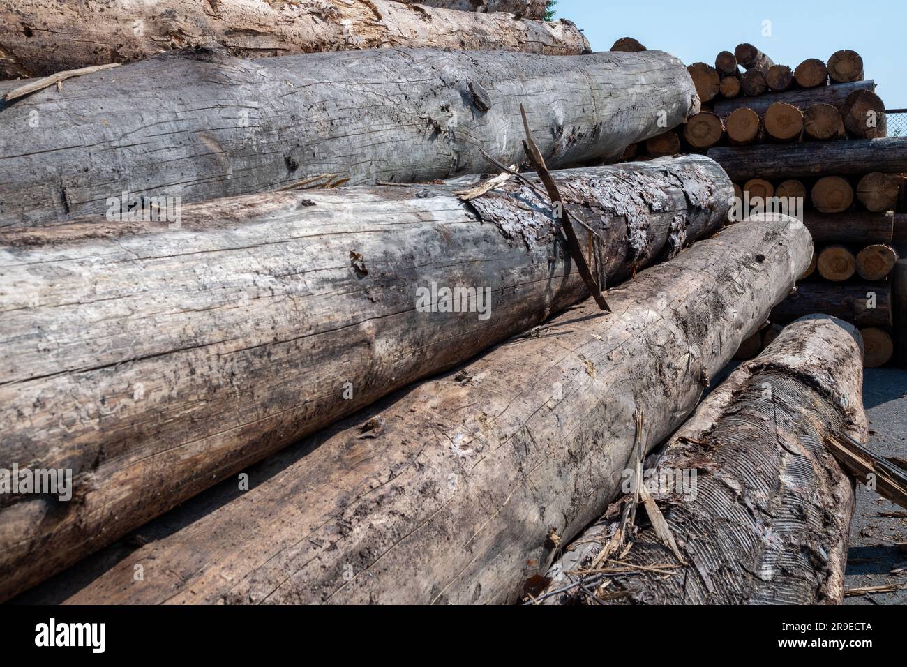 Stacked logs of trees. The concept of environmental safety Stock Photo ...
