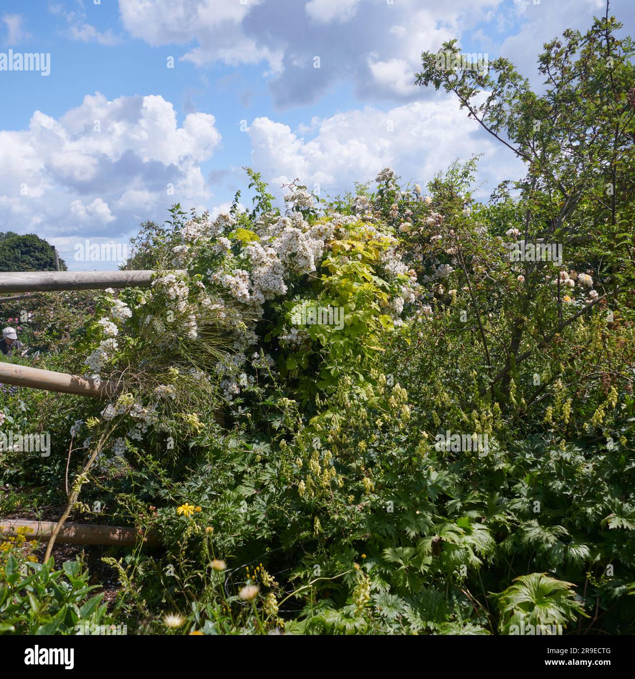 Formal Elizabethan Walled Garden in full flower durring the summer ...