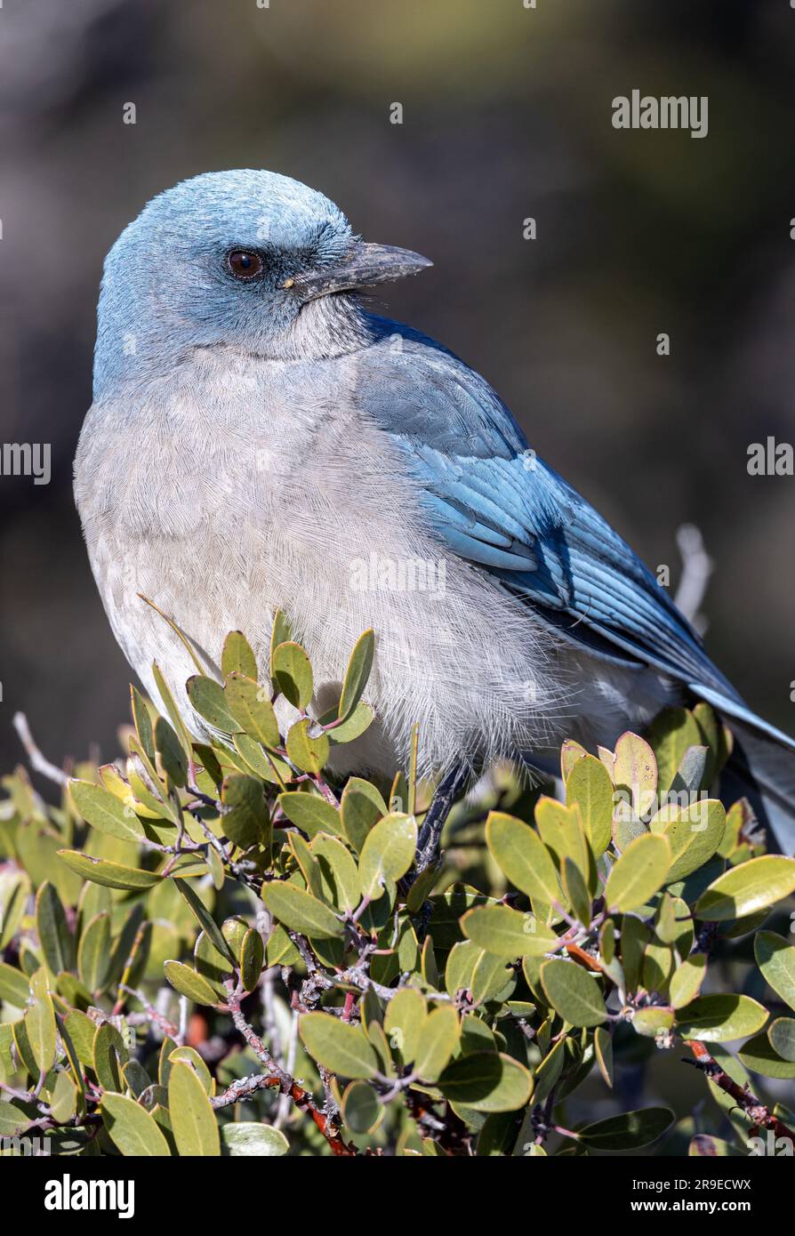Scrub jay in the Southern Arizona Desert Stock Photo - Alamy