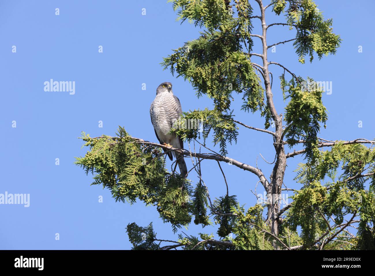 Japanese lesser sparrowhawk (Accipiter gularis) female in Japan Stock ...