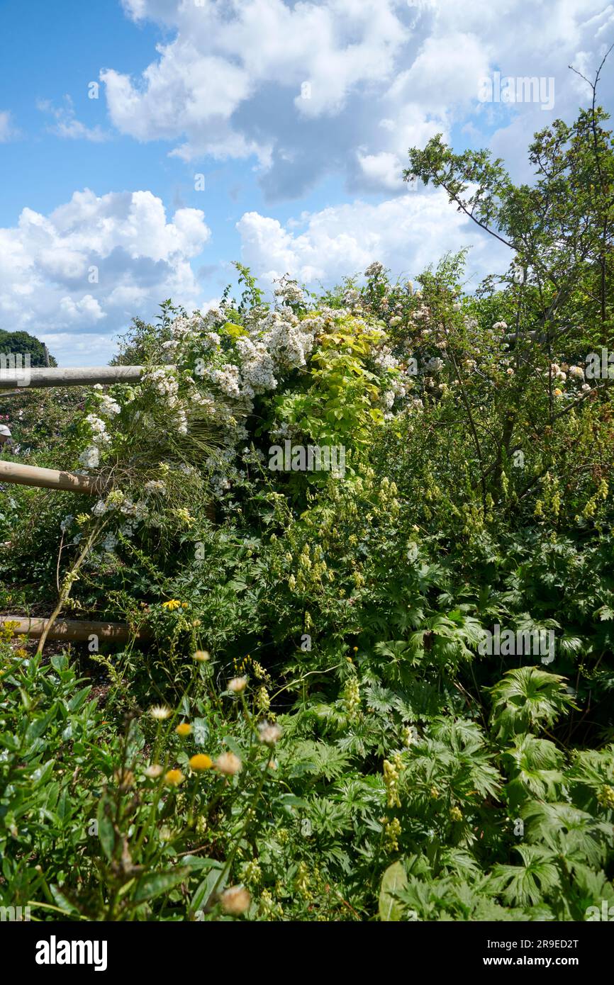 Formal Elizabethan Walled Garden in full flower durring the summer ...