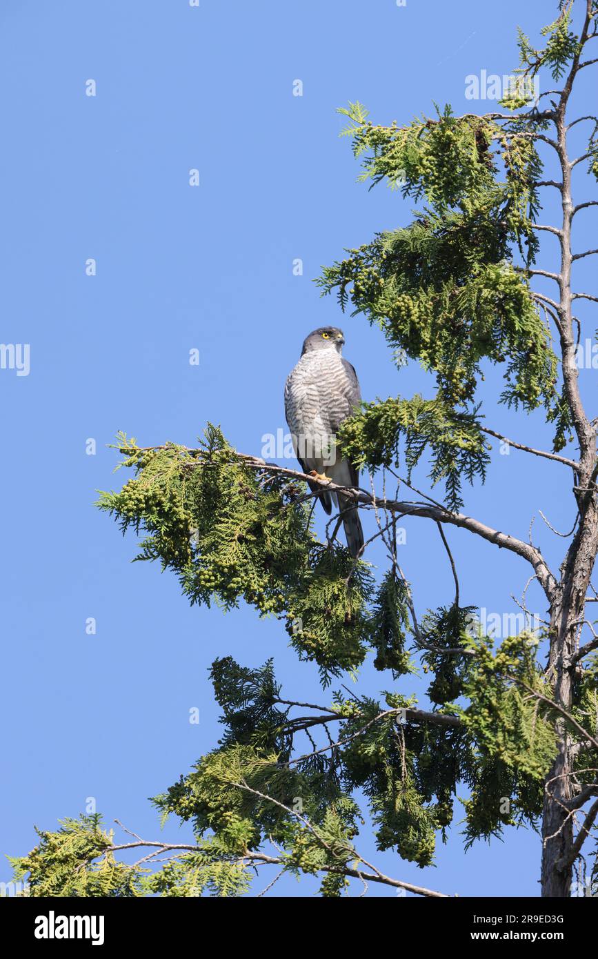 Japanese lesser sparrowhawk (Accipiter gularis) female in Japan Stock ...
