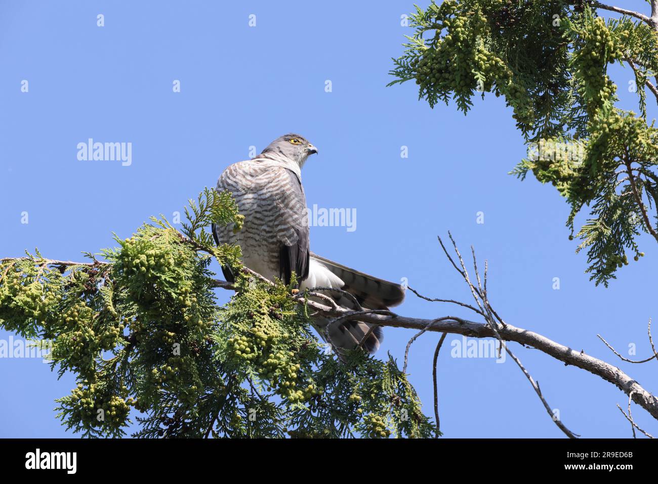 Japanese lesser sparrowhawk (Accipiter gularis) female in Japan Stock ...