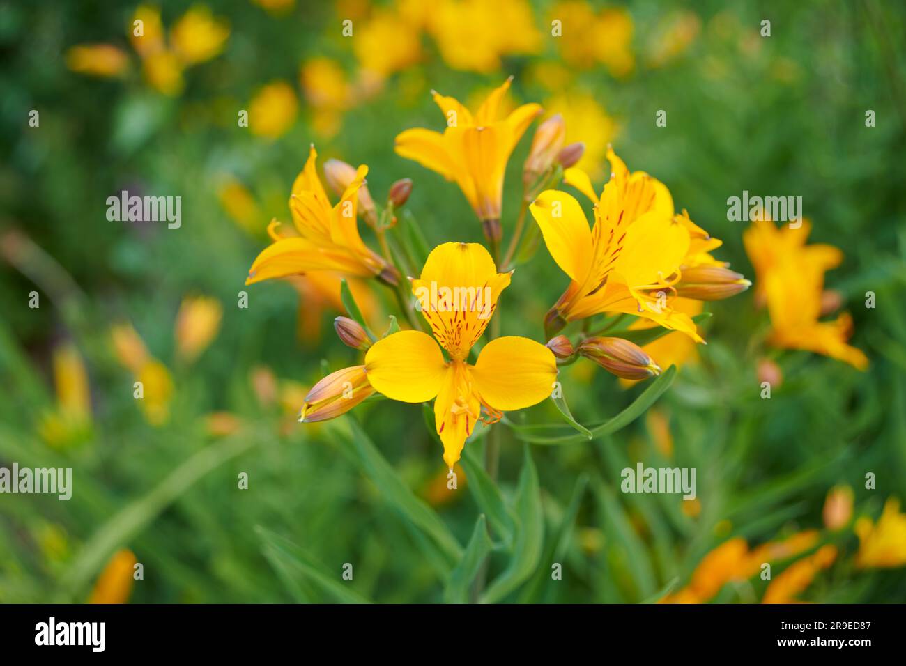 Lily of the Inca (Alstroemeria aurea majestic ) growing in a walled ...