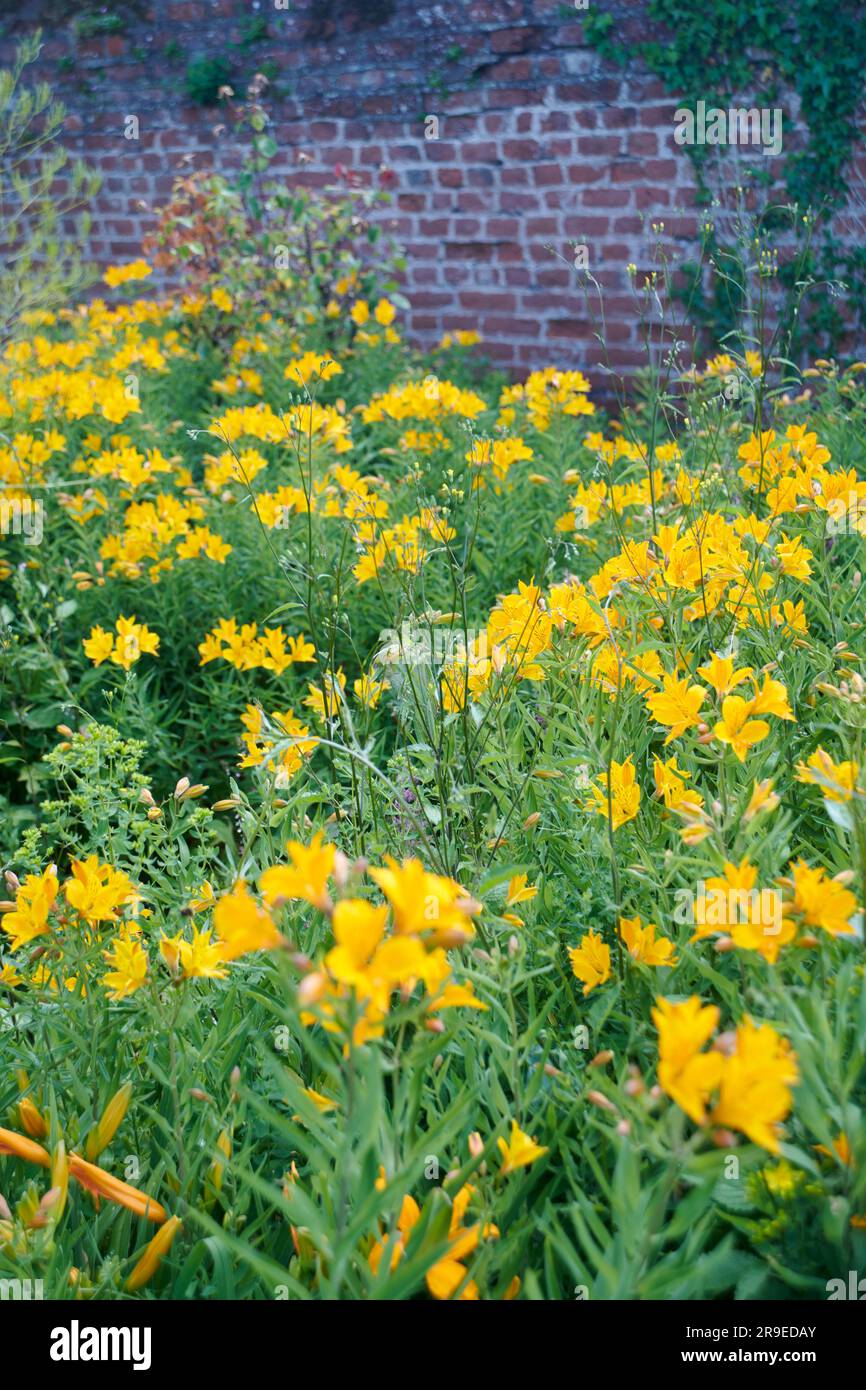 Alstroemeria aurea majestic hi-res stock photography and images - Alamy