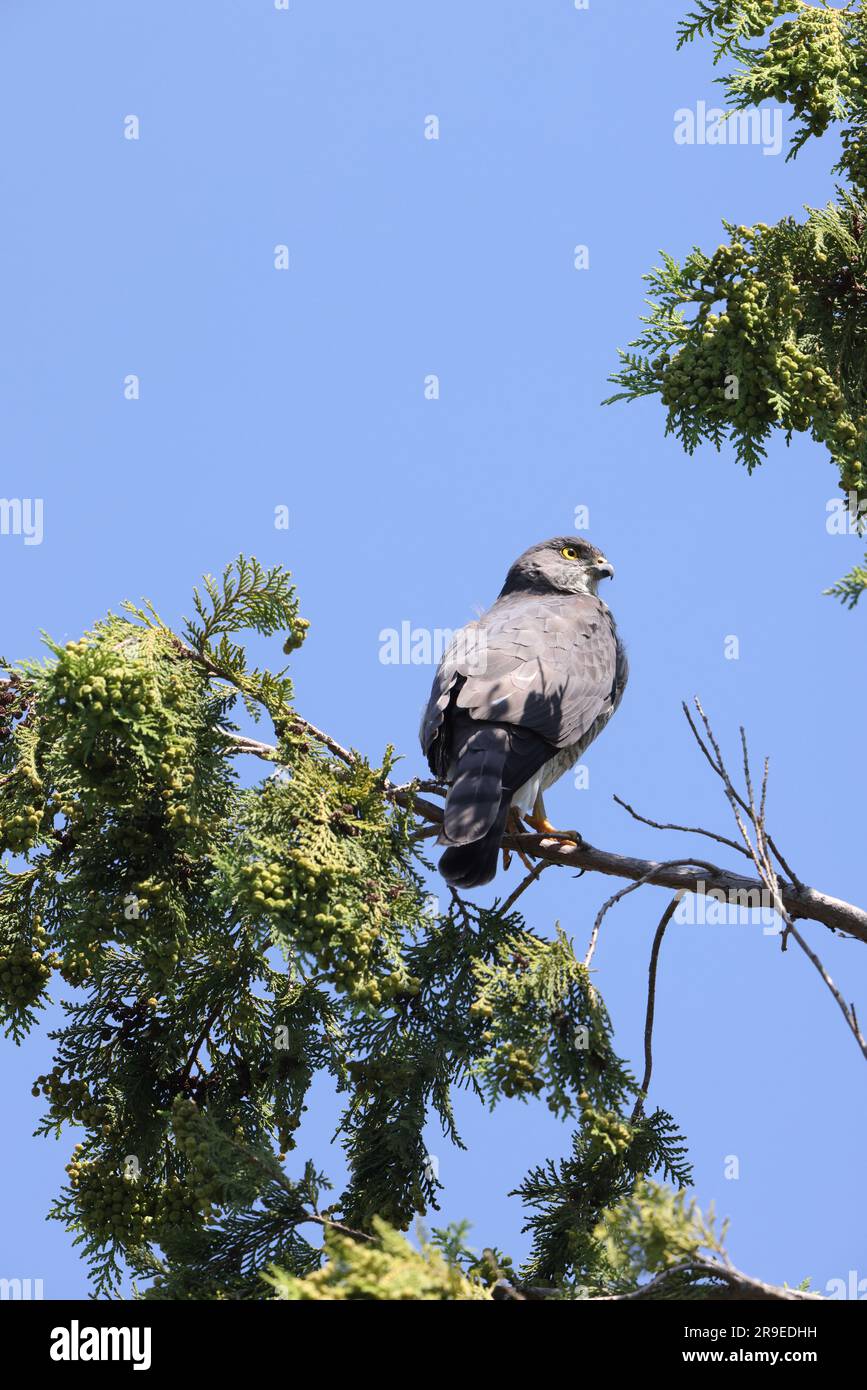 Japanese lesser sparrowhawk (Accipiter gularis) female in Japan Stock ...