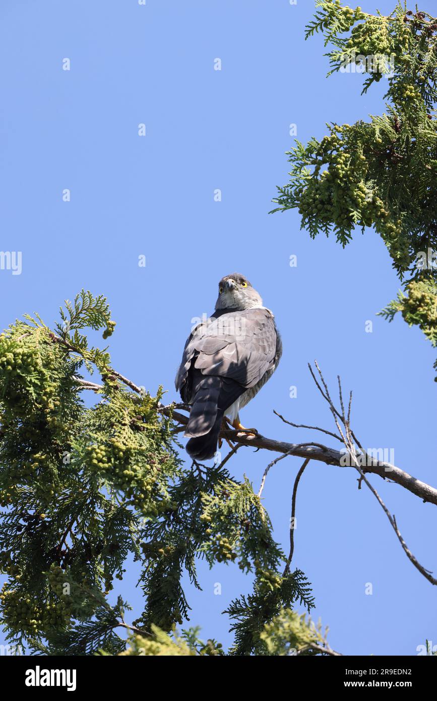 Japanese lesser sparrowhawk (Accipiter gularis) female in Japan Stock ...