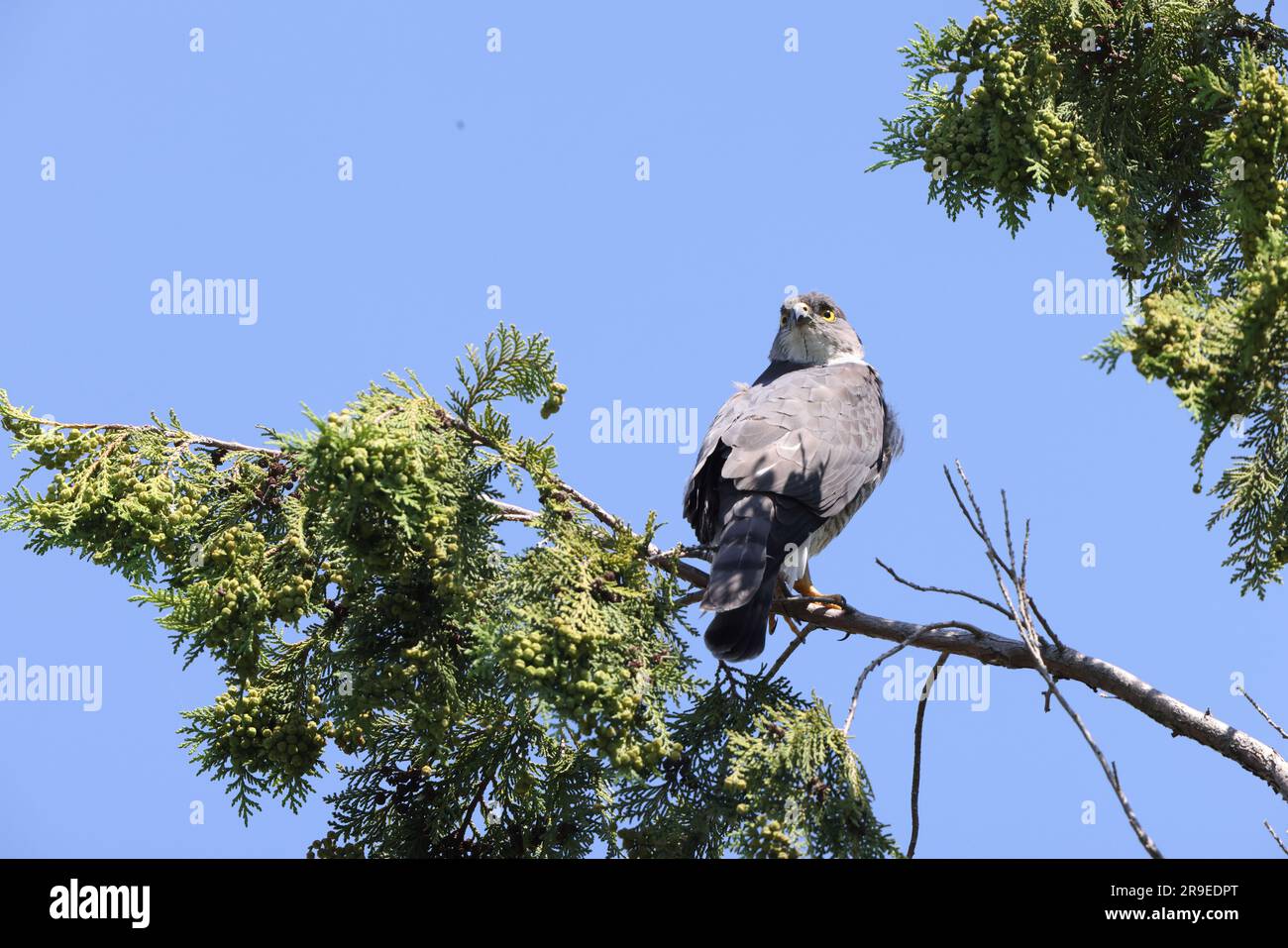 Japanese lesser sparrowhawk (Accipiter gularis) female in Japan Stock ...
