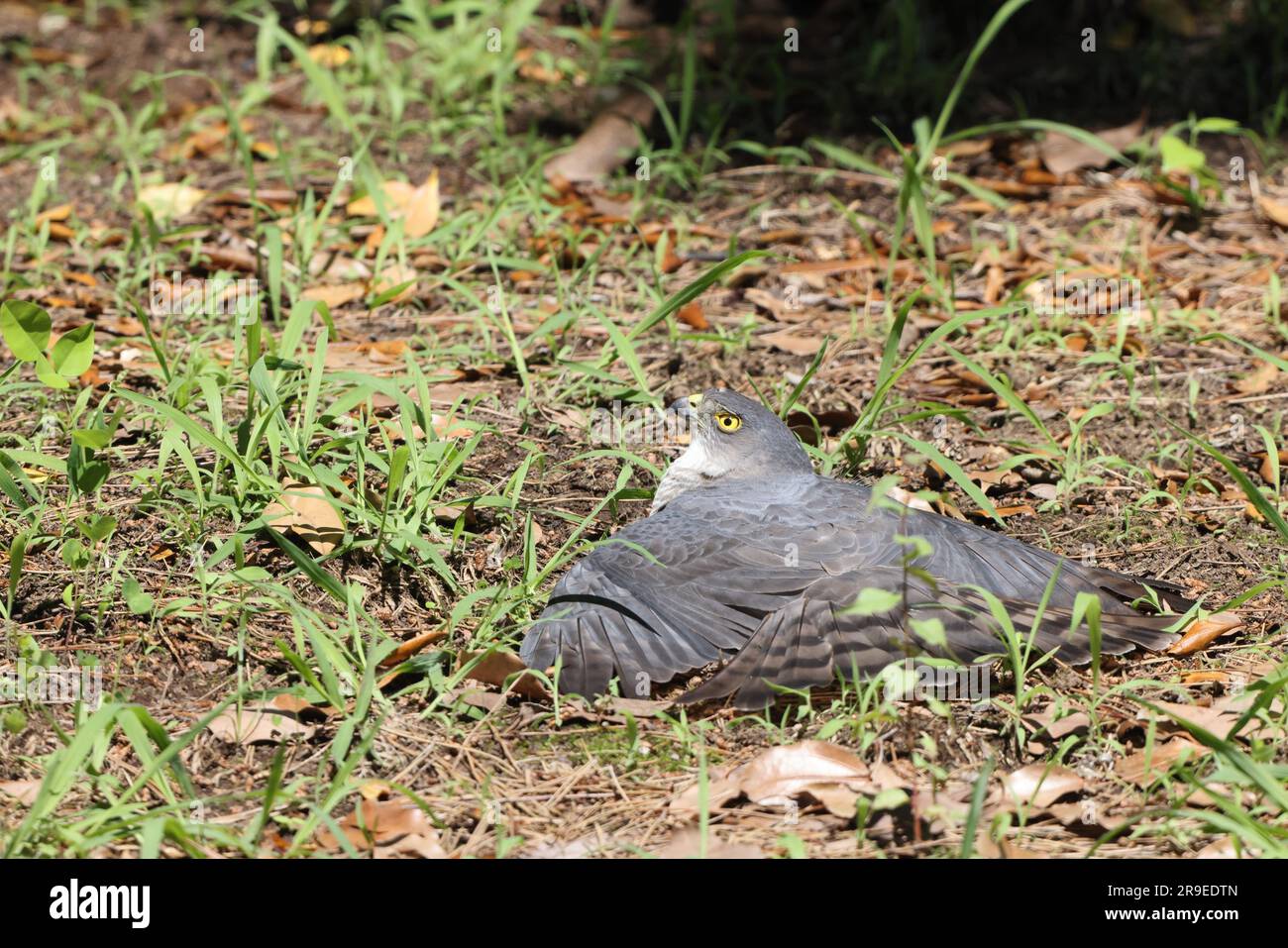 Japanese lesser sparrowhawk (Accipiter gularis) female in Japan Stock ...