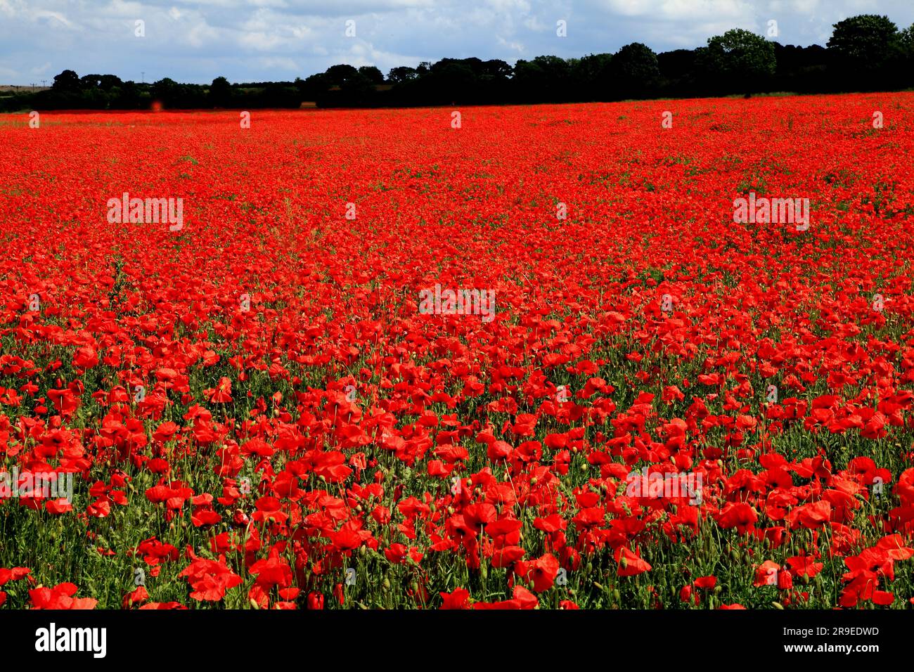 Poppies in Field, Corn Poppy, Papaver rhoeas, Ringstead, Norfolk ...