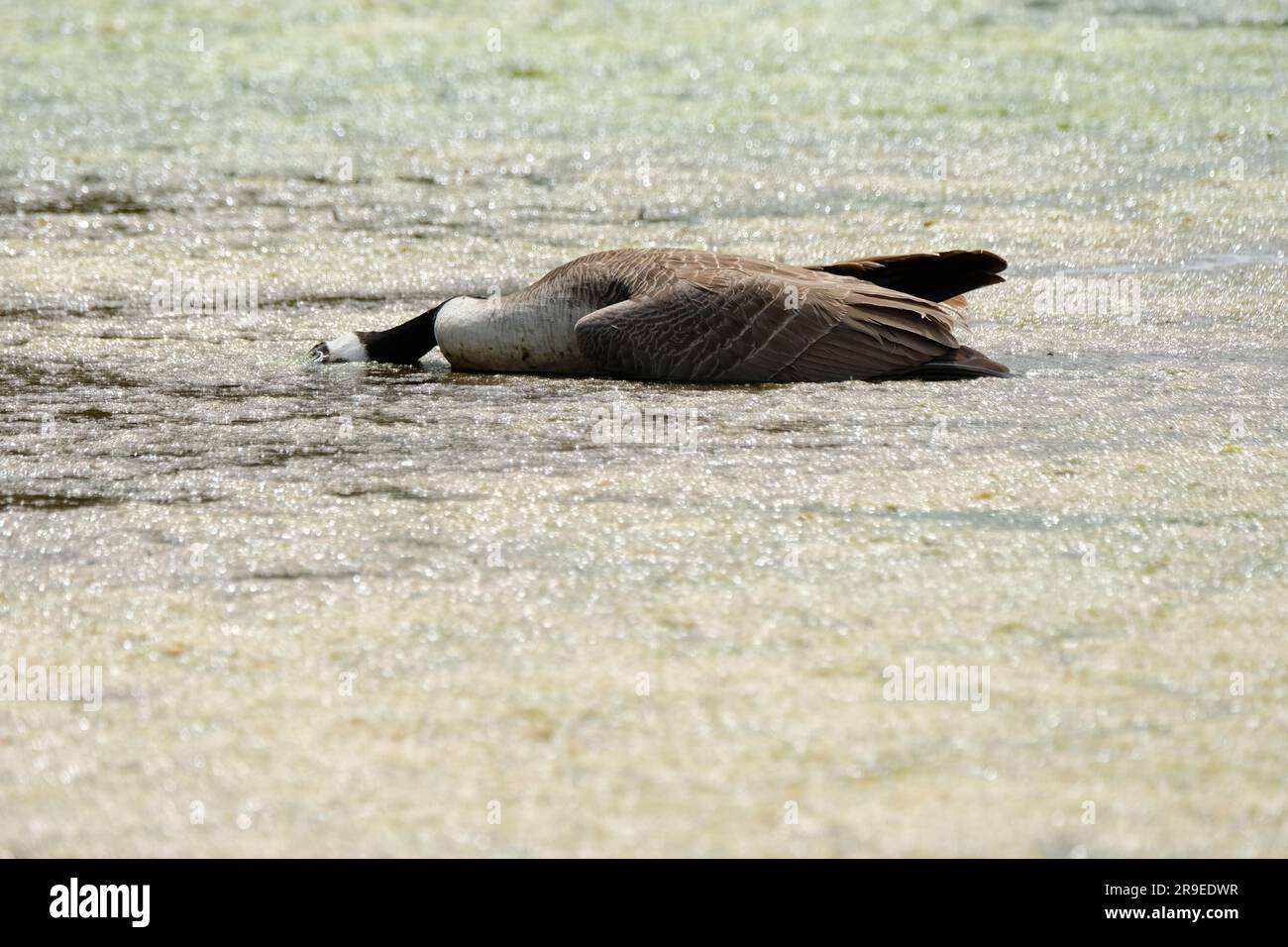 Dead canada geese hi-res stock photography and images - Alamy