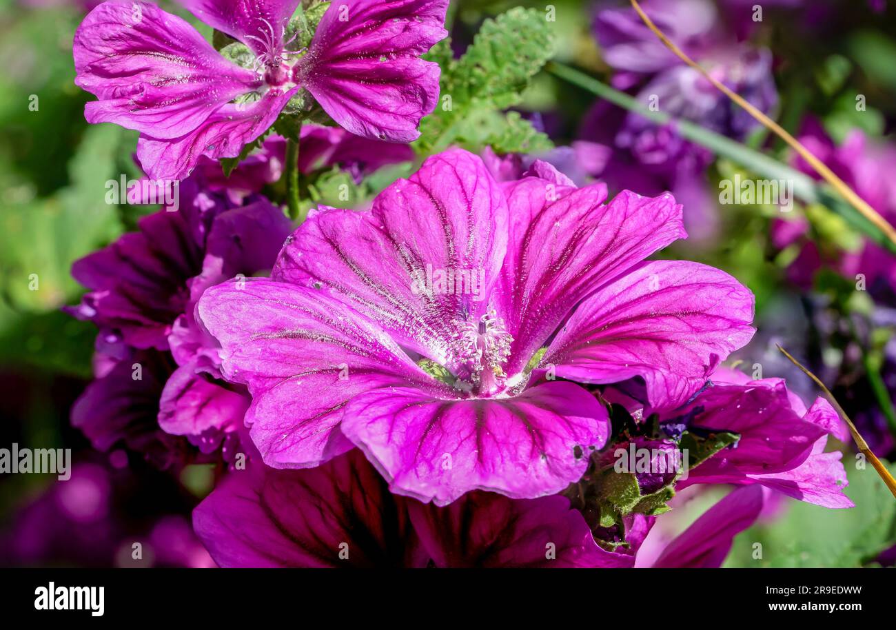 Macro shot pink clematis hi-res stock photography and images - Alamy
