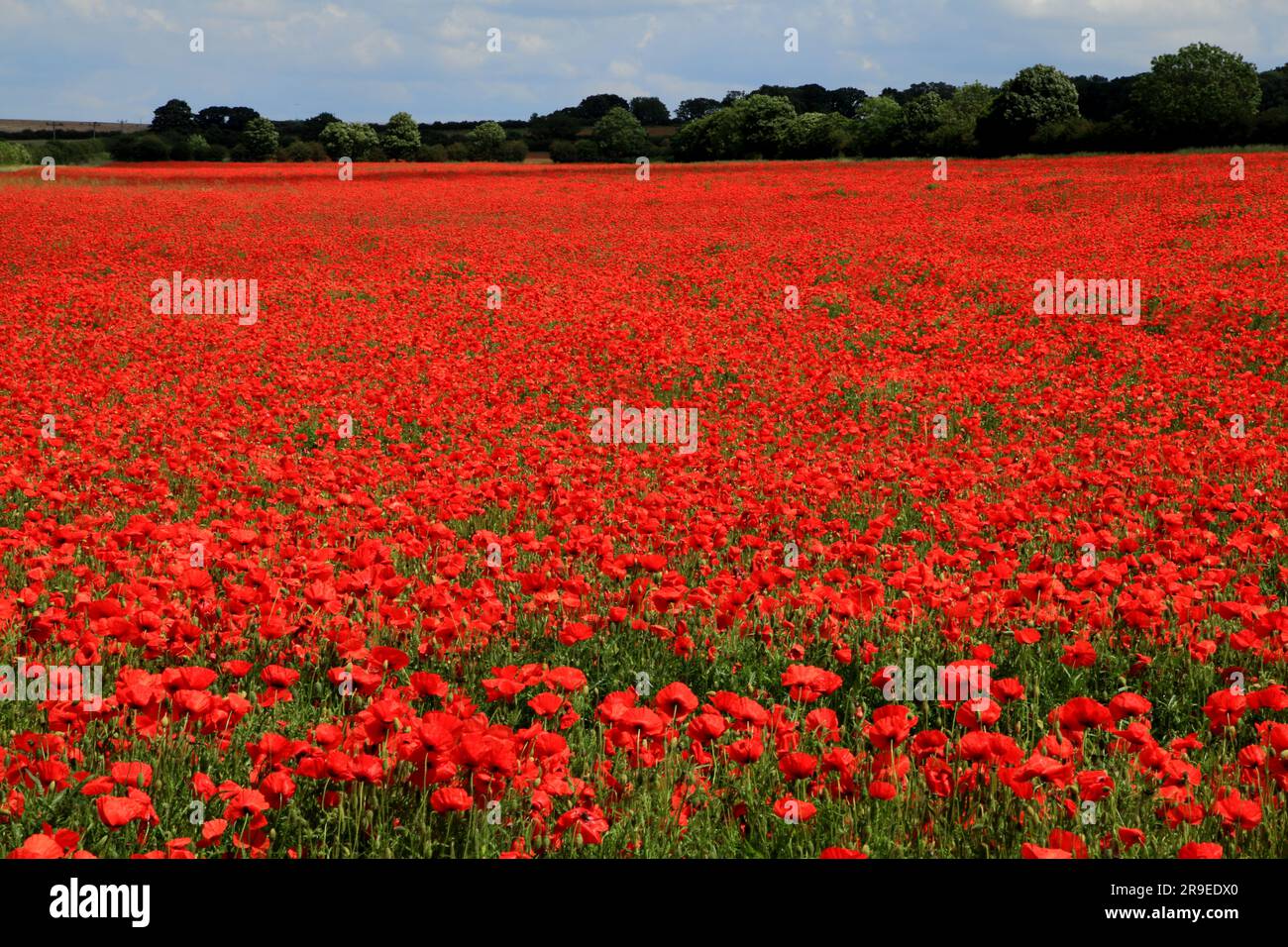 Field corn hi-res stock photography and images - Alamy