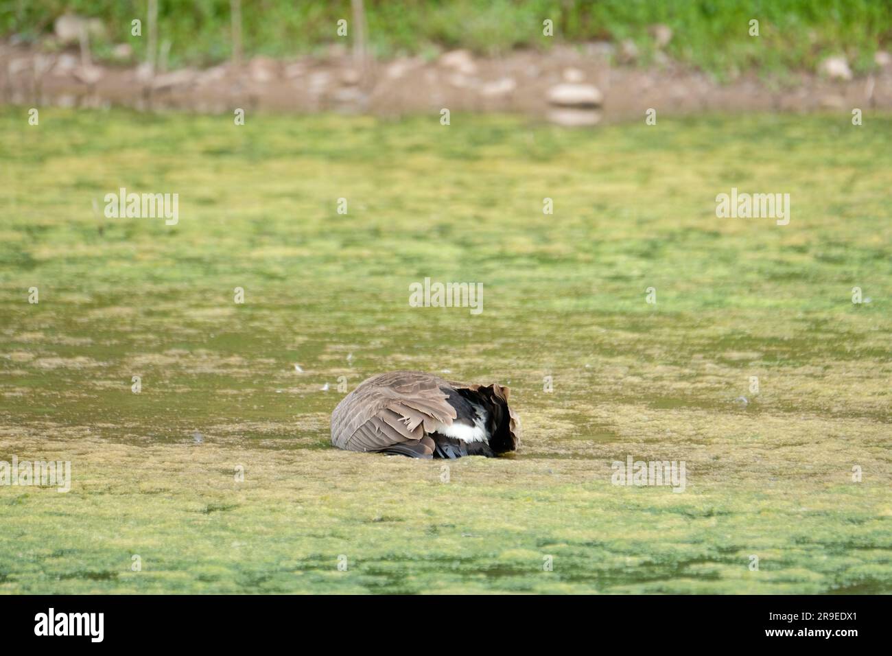 Dead geese hi-res stock photography and images - Alamy