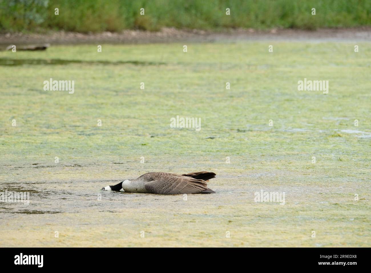 Dead canada geese hi-res stock photography and images - Alamy