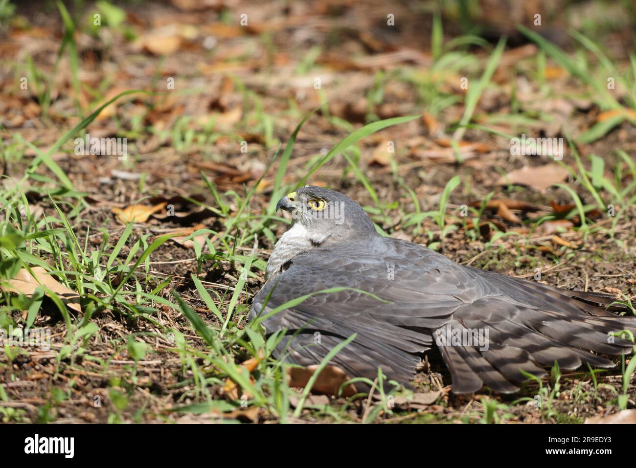 Japanese lesser sparrowhawk (Accipiter gularis) female in Japan Stock ...